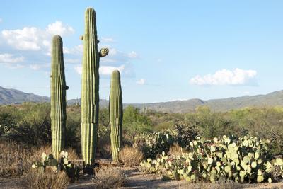 'Cacti Cactus Collection - Three Cactus' Photographic Print - Philippe ...