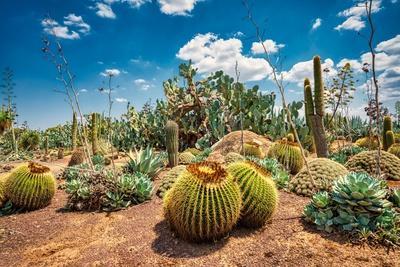 'Cactus Country Cactus Garden Cactus Display Forest Park Strathmerton ...