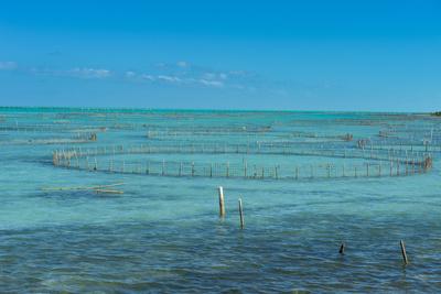 'Caicos conch farm, Providenciales, Turks and Caicos, Caribbean ...