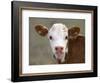 'Calf Portrait' Photographic Print | AllPosters.com