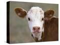 'Calf Portrait' Photographic Print | AllPosters.com