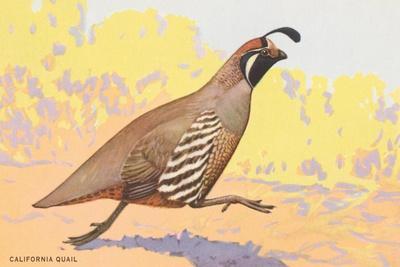 'California Quail' Prints | AllPosters.com