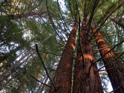 'California, Redwood National Park, Redwood Tree Forest, USA ...