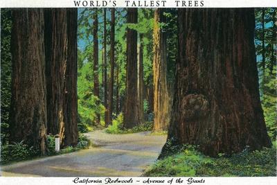 'California Redwoods - Avenue of the Giants - Worlds Tallest Trees ...