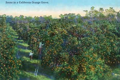 'California - View of a Orange Grove' Art - Lantern Press | AllPosters.com
