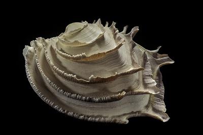 'Callanaitis Disjecta' Photographic Print - Paul Starosta | AllPosters.com