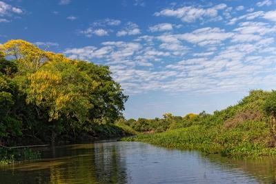 'Cambara Tree in full bloom along small waterway. Mato Grosso, Pantanal ...