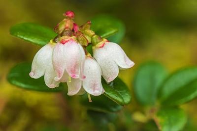 'Canada, Alberta, Banff National Park. Mountain cranberry flower in ...