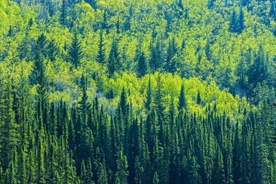 'Canada, Alberta, Jasper National Park. Spring foliage in mountainside ...