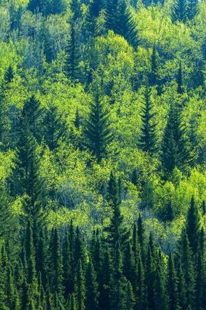 'Canada, Alberta, Jasper National Park. Spring foliage in mountainside ...