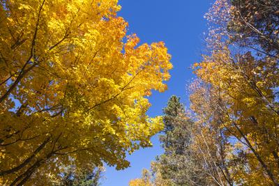 'Canada, Prince Edward Island, Tyne Valley autumn foliage ...