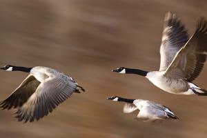 Geese Posters, Prints, Paintings & Wall Art | AllPosters.com