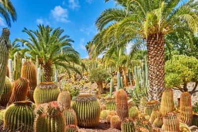 'Canarian landscape, Gran Canaria, Canary Islands, Spain' Photo ...