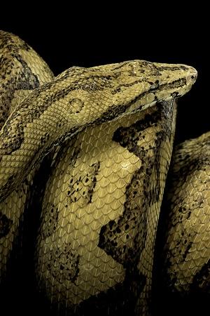 'Candoia Paulsoni (Solomon Island Ground Boa)' Photographic Print ...