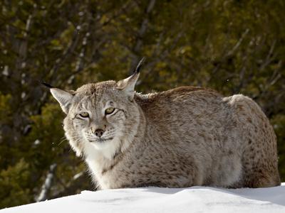 'Captive Siberian Lynx (Eurasian Lynx) (Lynx Lynx) in the Snow, Near ...