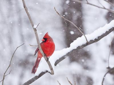 'Cardinal in Snow' Photographic Print - Lynn M. Stone | AllPosters.com