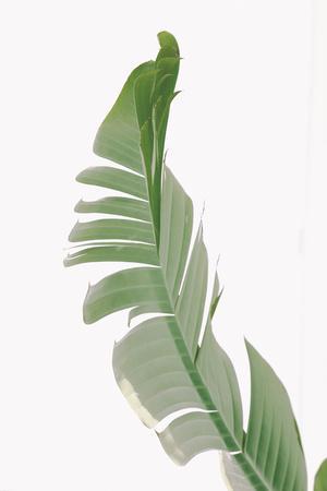 Palm Flex Giclee Print - Carina Okula | AllPosters.com