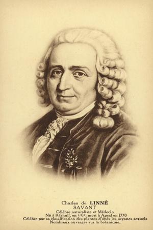 'Carl Linnaeus' Giclee Print | AllPosters.com