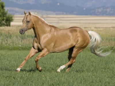 'Palomino Stallion Running in Field, Longmont, Colorado, USA ...