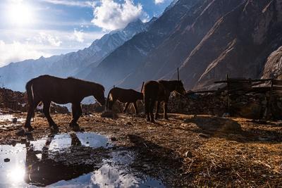 Pack mules reflected in a water puddle in golden evening light, Lang ...