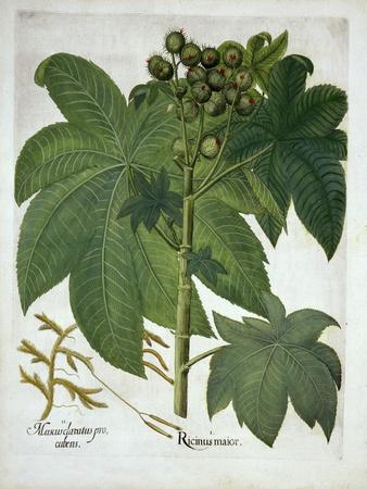 'Castor Oil Plant, from 'Hortus Eystettensis', by Basil Besler (1561 ...