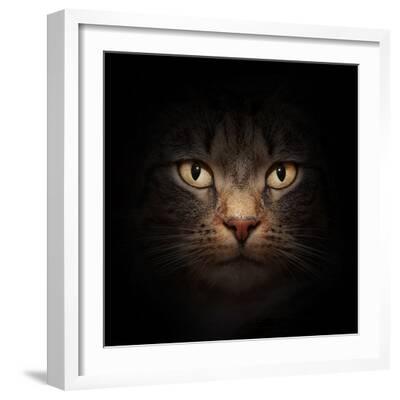 'Cat Face With Beautiful Eyes Close Up Portrait' Photographic Print ...