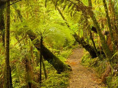 'Trail, Waitakere Range Regional Park, North Island, New Zealand ...