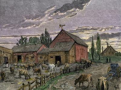 'Cattle and Barns from a Canadian Farm of 1850. 19Th Century Colour ...