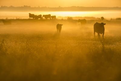 'Cattle on grazing marsh at sunrise, Elmley Marshes National Nature ...