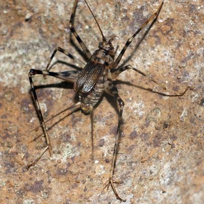 'Cave Cricket Underground Caves and Tunnels' Photographic Print ...