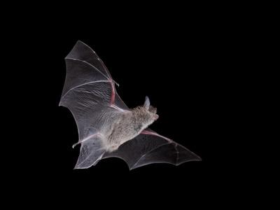 'Cave Myotis (Myotis Velifer) in Flight in Captivity, Hidalgo County ...