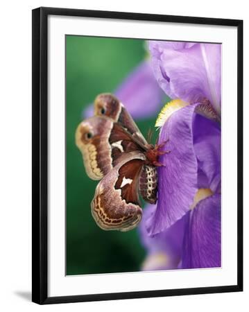 'Cecropia Moth on Iris in Garden' Photographic Print - Nancy Rotenberg ...