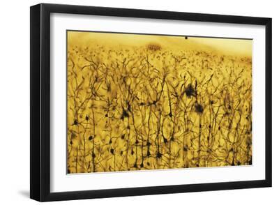 'Cerebral Cortex Nerve Cells' Photographic Print | AllPosters.com