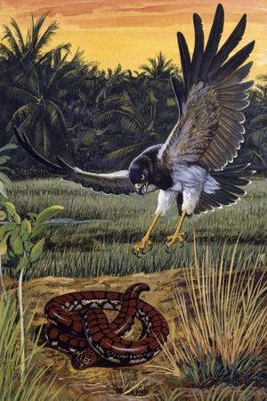 'Ceylonese Cylinder Snake (Cylindrophis Maculatus), Cylindrophiidae ...