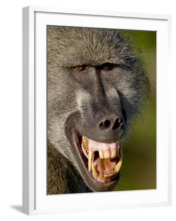 'Chacma Baboon (Papio Ursinus) Baring Teeth to Show Aggression, Kruger ...