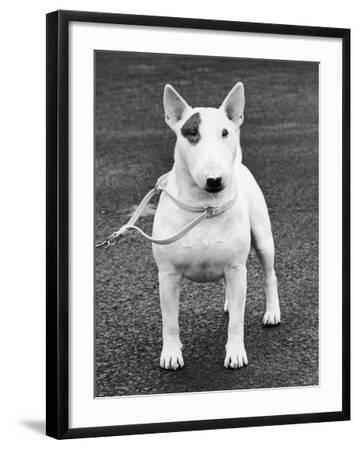 'Champion Abraxas Audacity Crufts, Best in Show, 1972' Photographic ...
