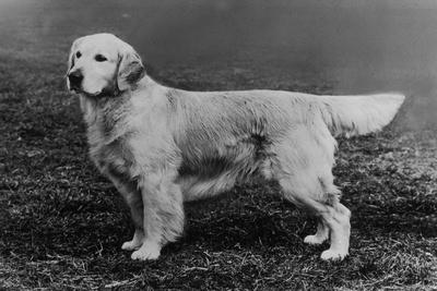 'Champion Camrose Cabus Christopher Owned by Tudor' Photographic Print ...