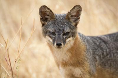 'Channel Islands Fox, California' Photographic Print - Greg Boreham ...
