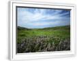Big Basin Prairie Preserve, Kansas, USA Photographic Print - Charles ...