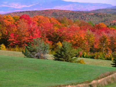 'White Birch Trees in Fall, Vermont, USA' Photographic Print - Charles ...