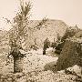 Charleston, S.C. Mounted gun, parapet of Fort Moultrie Photo ...