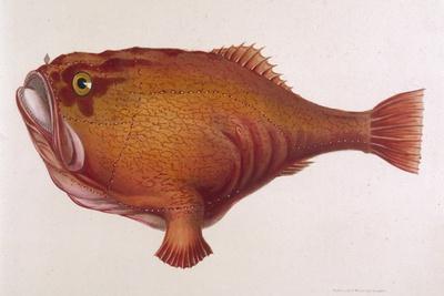 'Chaunax Pictus Red Angler Fish' Prints | AllPosters.com