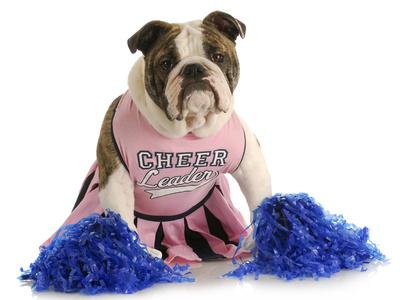 'Cheerful Dog - English Bulldog Dressed Up Like A Cheerleader With ...