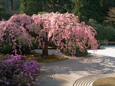 'Cherry Tree Blossoms Over Rock Garden in the Japanese Gardens ...