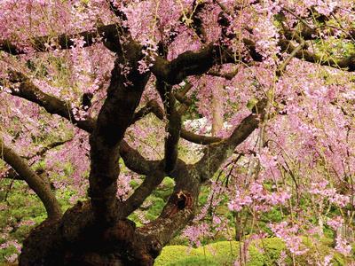 'Cherry Tree in Bloom, Portland Japanese Garden, Portland, Oregon, USA ...