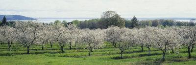 'Cherry Trees in an Orchard, Mission Peninsula, Traverse City, Michigan ...