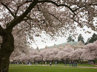 'Cherry Trees in Bloom at the Quad, University of Washington, Seattle ...