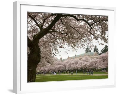 'Cherry Trees in Bloom at the Quad, University of Washington, Seattle ...