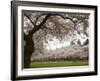 'Cherry Trees in Bloom at the Quad, University of Washington, Seattle ...