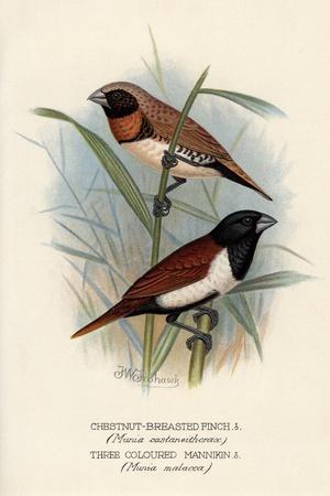 Chestnut-breasted munia, Lonchura castaneothorax, and tricoloured munia ...
